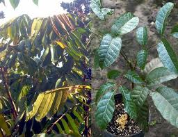 biojojo: Kenari/ Canarium commune L.