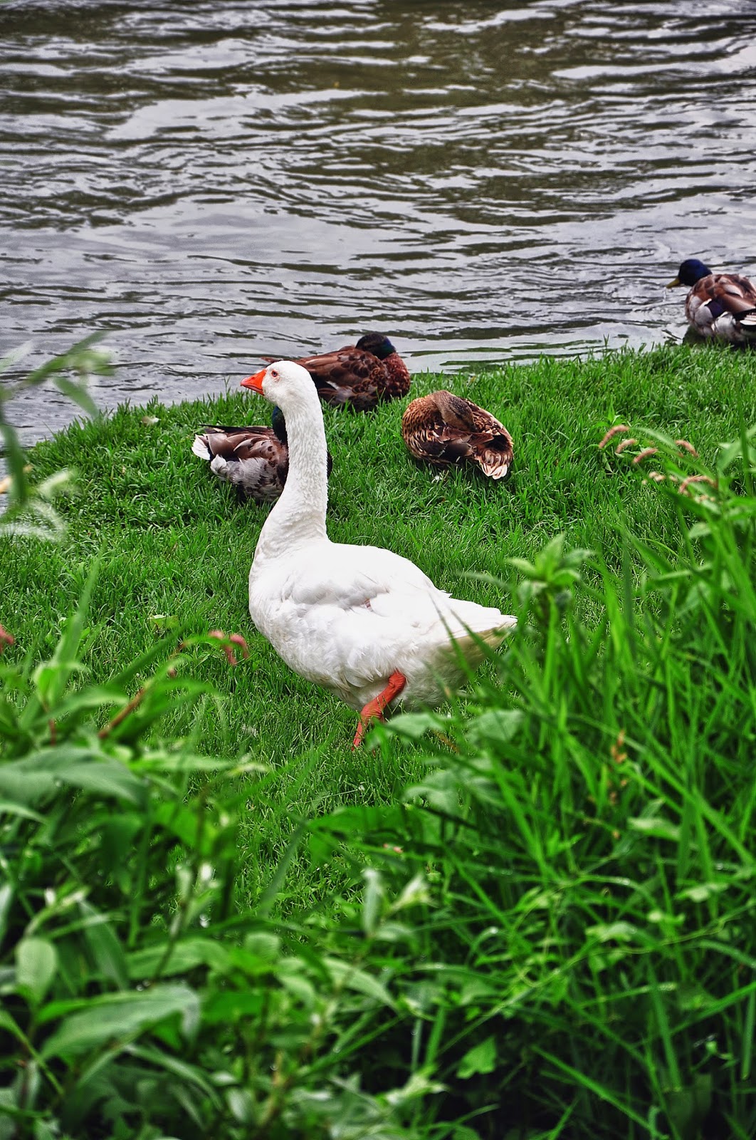 Torino In My eyes: Lost Goose