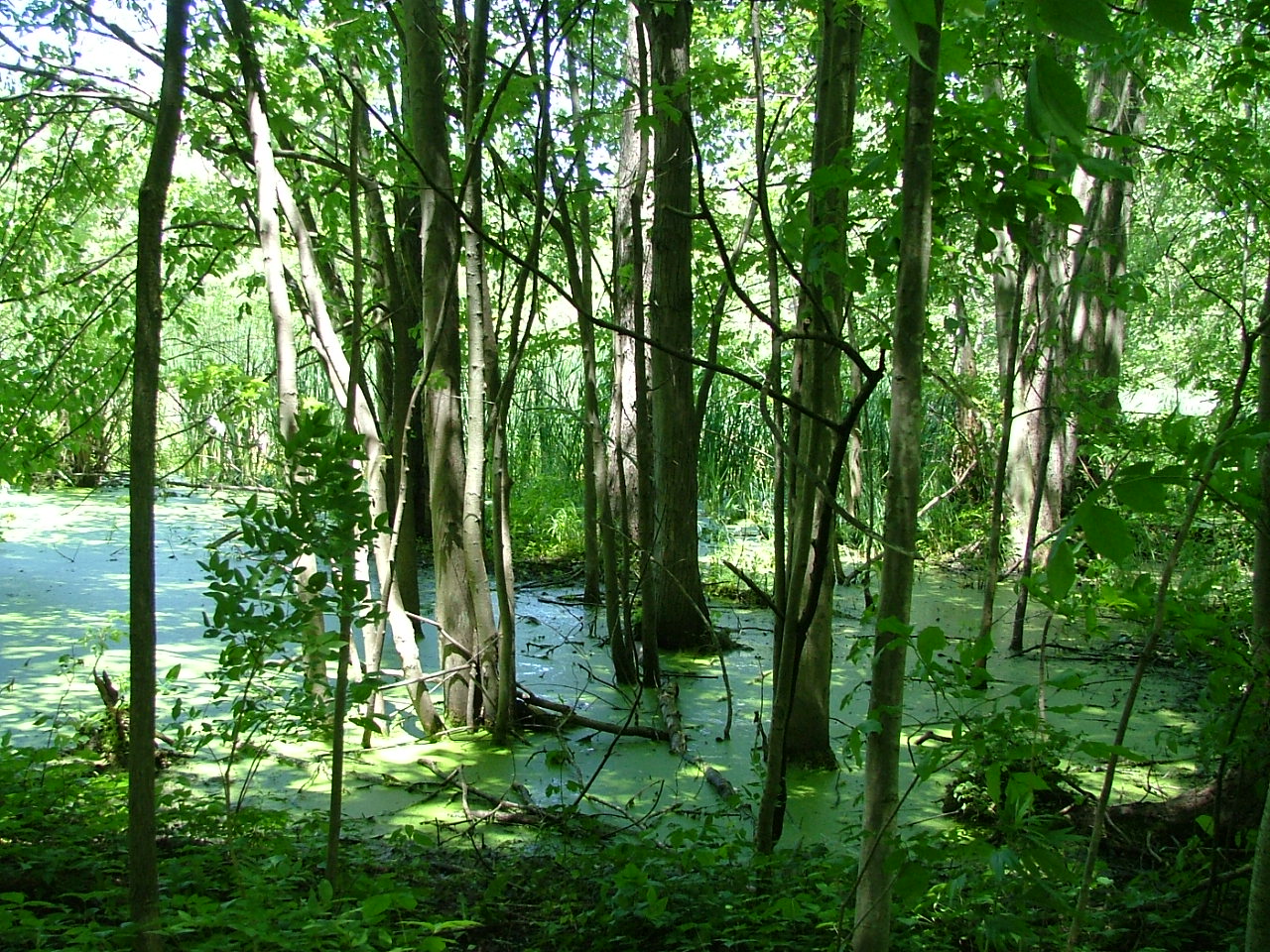 Limberlost Swamp - Alchetron, The Free Social Encyclopedia