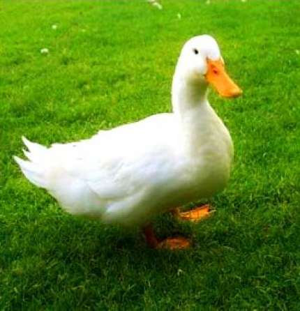 ESTRELLA DEL NORTE: El pato blanco