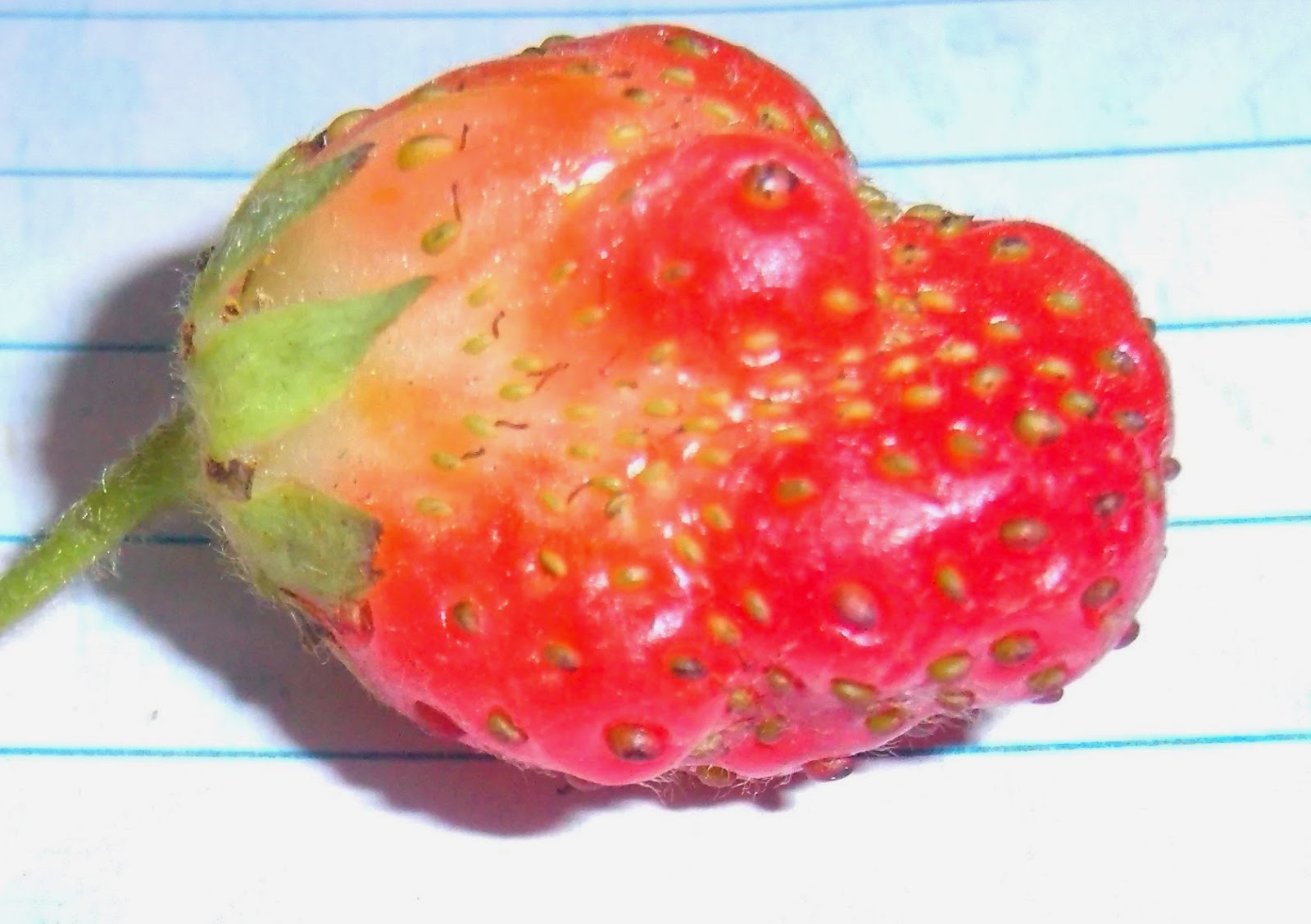 Washington State Spokane Area: Strawberry Seems Strange Fruit on ...