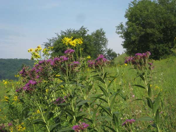 Tom's Blog: Ironweed: a wet-mesic species