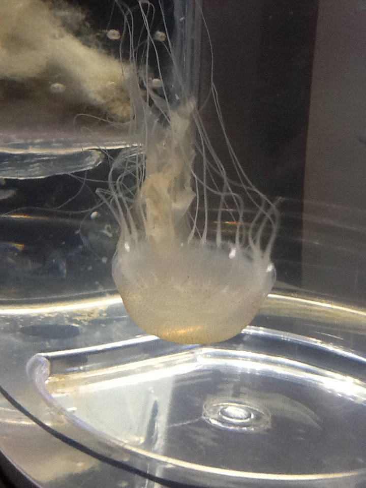 Raising Pet Jellyfish: Pictures of my jellies