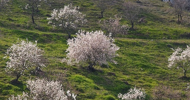 The Almond Tree: the promise and the beauty, a symbol of resurrection