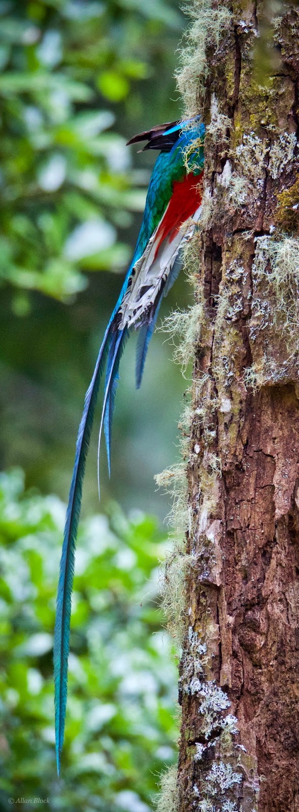 Feather Tailed Stories: Resplendent Quetzal