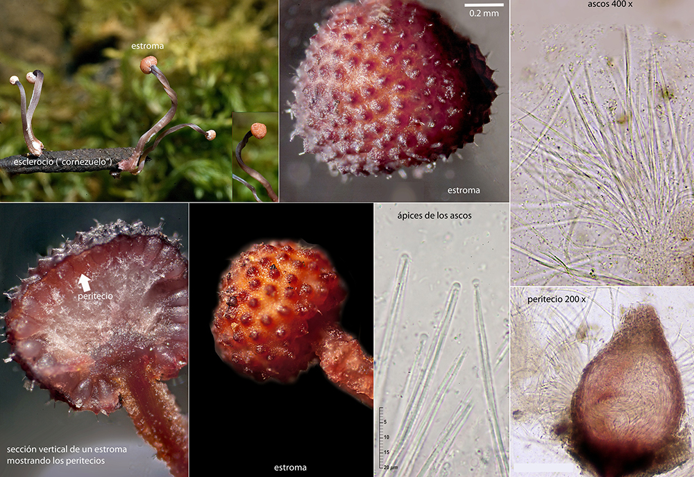 Claviceps purpurea (Fr.) Tul. • CEMAS Orden Hypocreales, Ascomycota