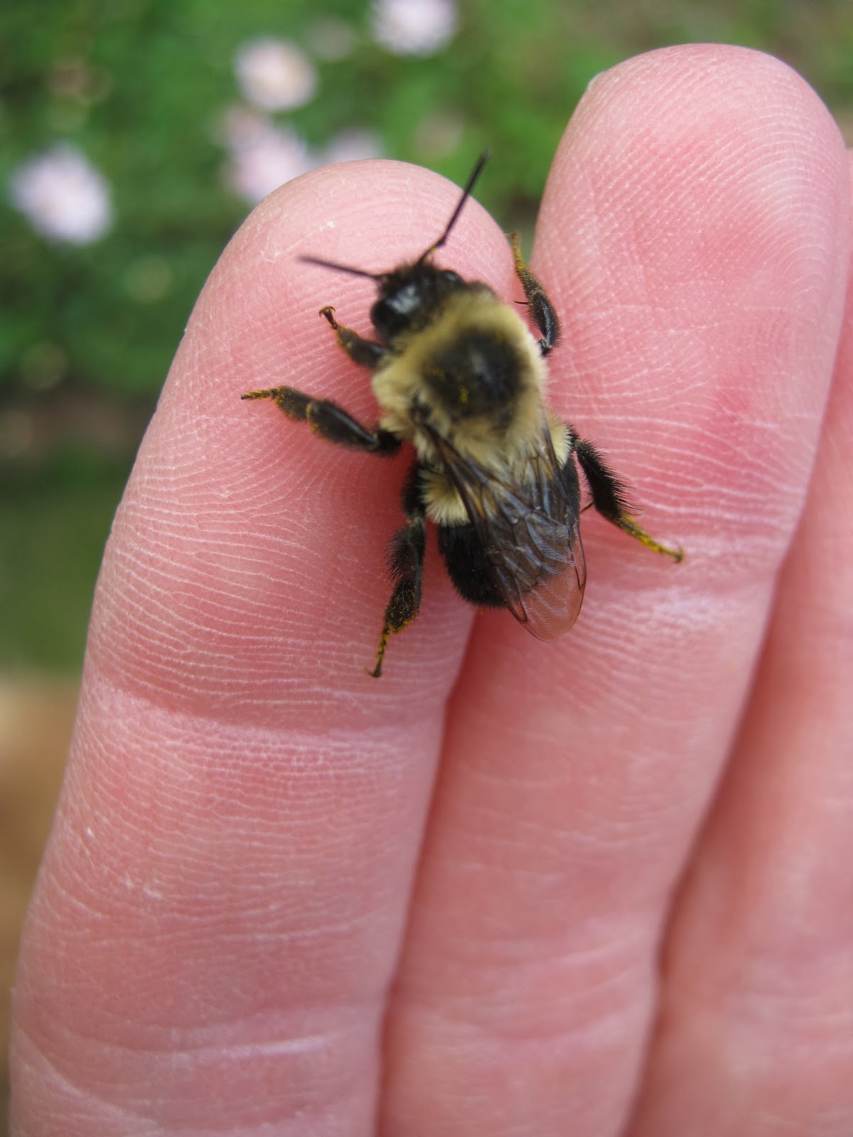 Dabbling, Incorporated.: Warm Up the Chilly Bees!