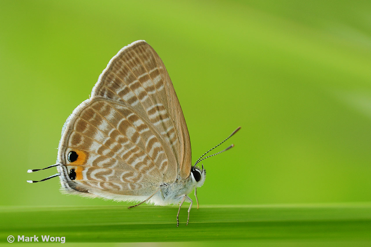 Butterflies of Singapore: Taxonomic Classification in Butterflies