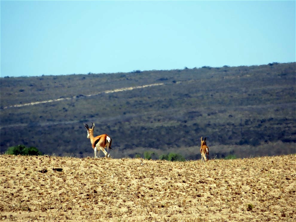 1camera1mom: Buffelsfontein Game Reserve - Part 2