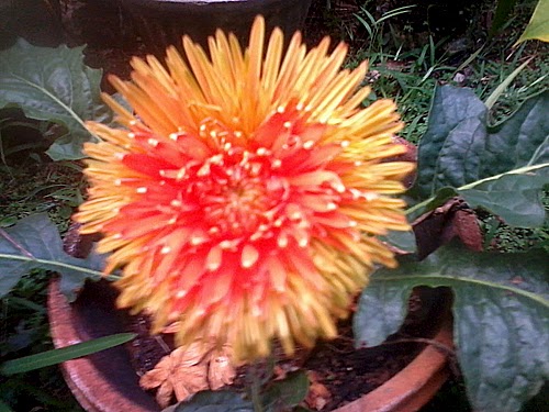 Barberton daisy - Gerbera jamesonii or Babandesiya | SL Flora