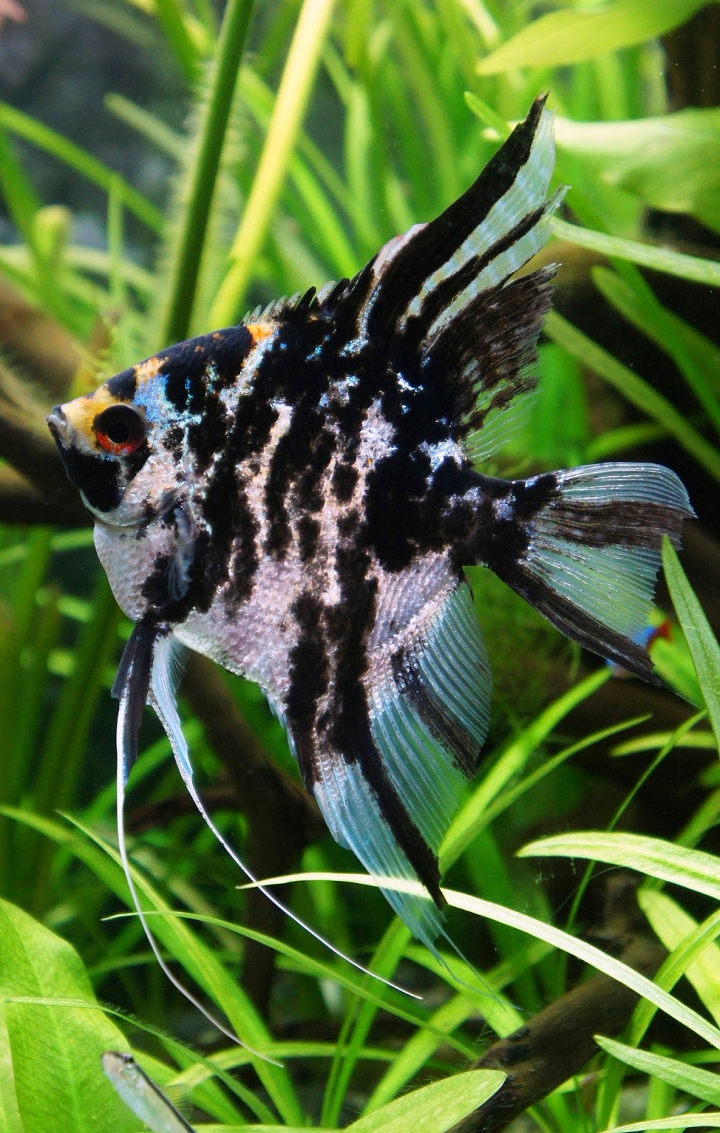 Blok888: Top 10 Most Beautiful Freshwater Fish in the world 2