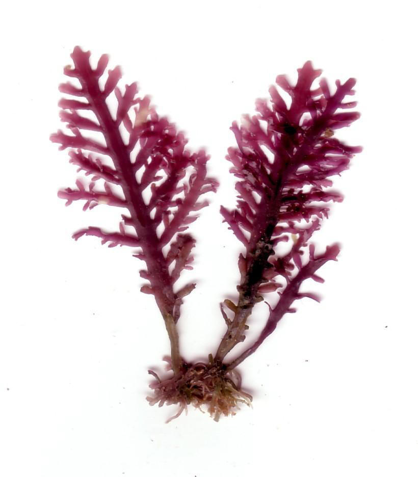 Tu blog de ciencias: 1º ESO