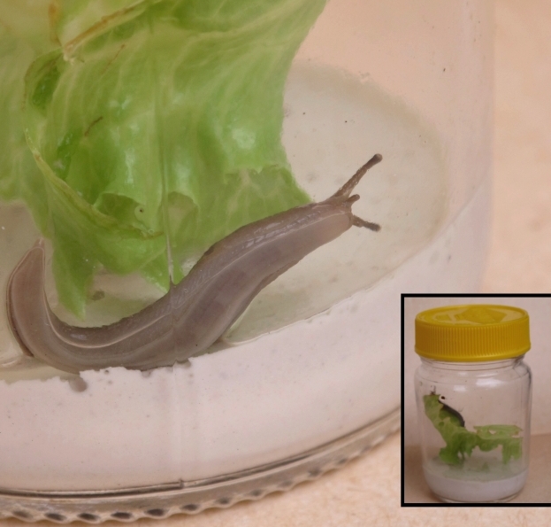 Old writer on the block: Thinking about slugs and snails