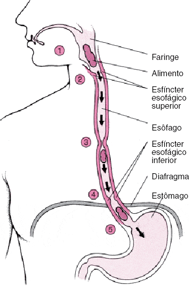 Pura medicina: Fisiología Motora Gastrointestinal