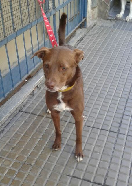 Adoptándonos: Pocho, precioso perro mestizo de color chocolate en ...