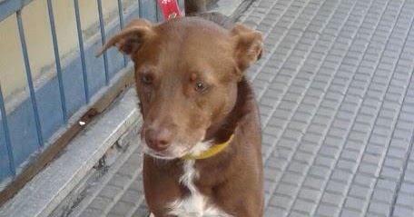 Adoptándonos: Pocho, precioso perro mestizo de color chocolate en ...