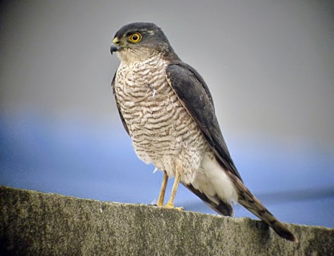 16 Jenis Burung Elang Di Pulau Jawa | BELANTARA INDONESIA