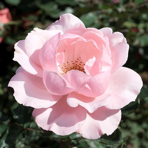 Madeira Rose Garden-English: Modern Garden Roses