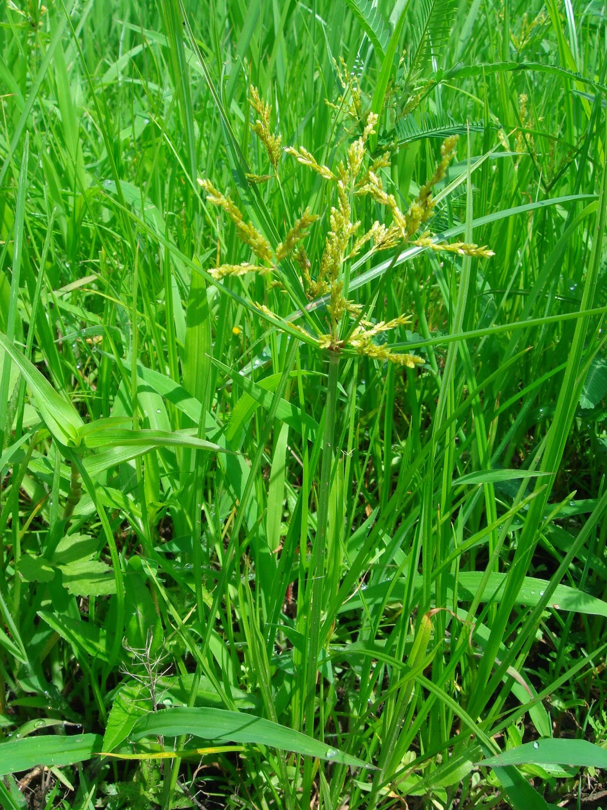Flora de Puerto Rico Ilustrada Papo Vives: CYPERACEAE EUCYPERUS CYPERUS ...