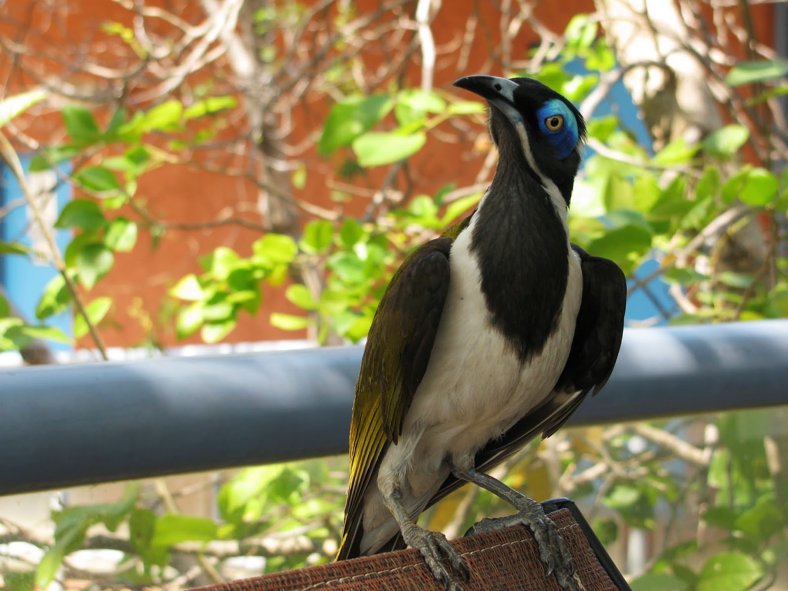 Ozeanien - Reise: 04. Im Kakadu Nationalpark