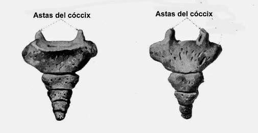 Conociendo El Cuerpo Humano: Osteología