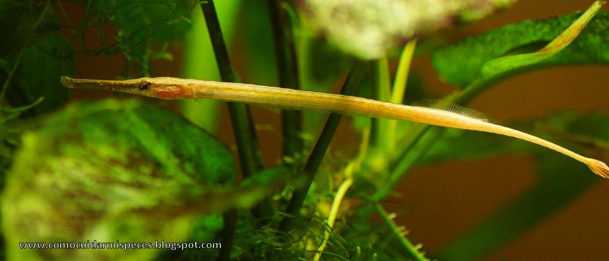 Ficha del Pez pipa - Microphis Brachyurus