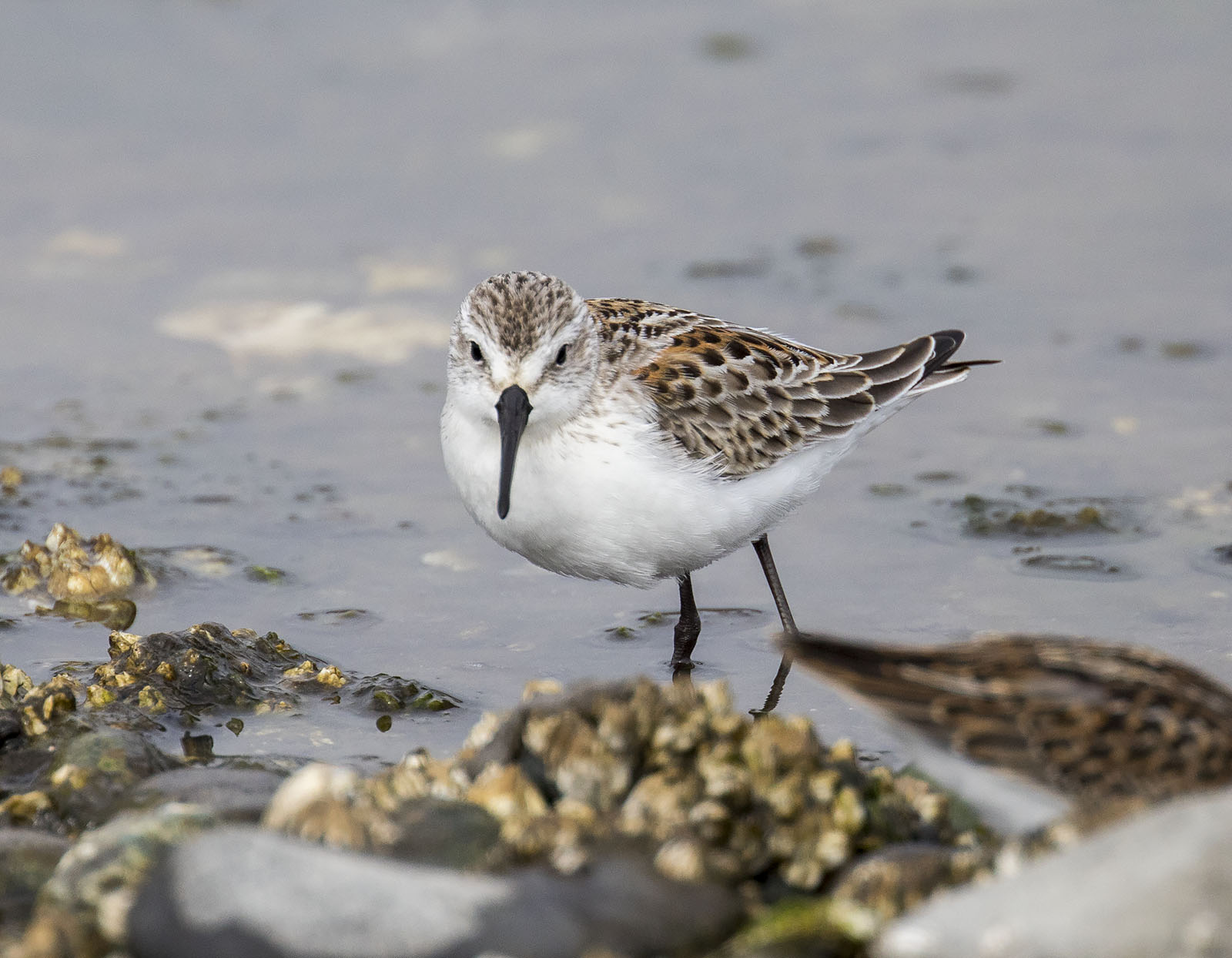 pewit: juvenile Western Sandpipers