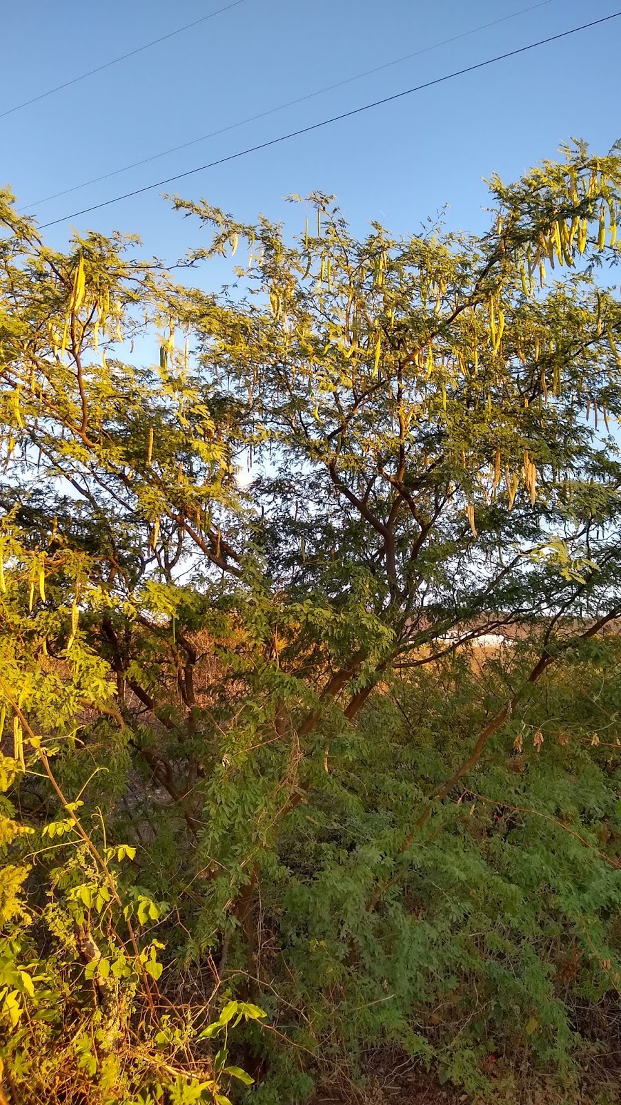 A algaroba é uma planta nativa do Peru.