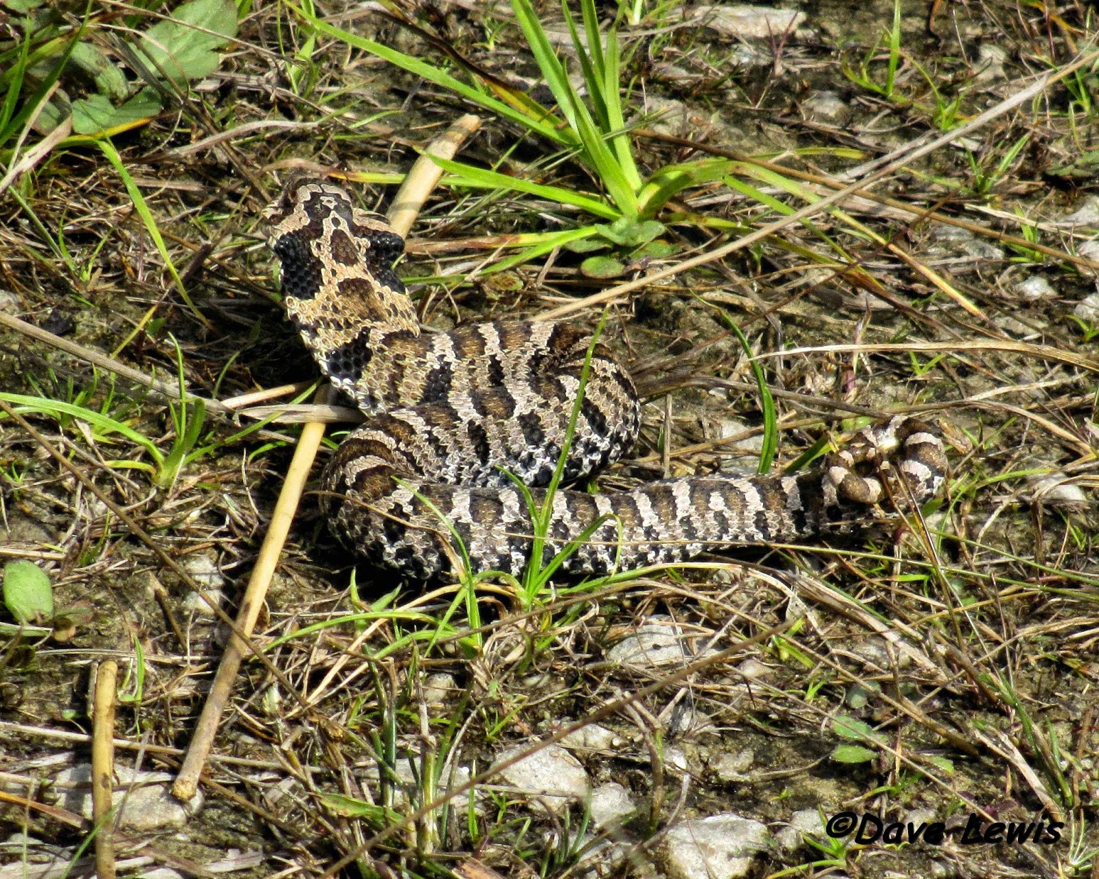 Birds from Behind : 05 October 2014