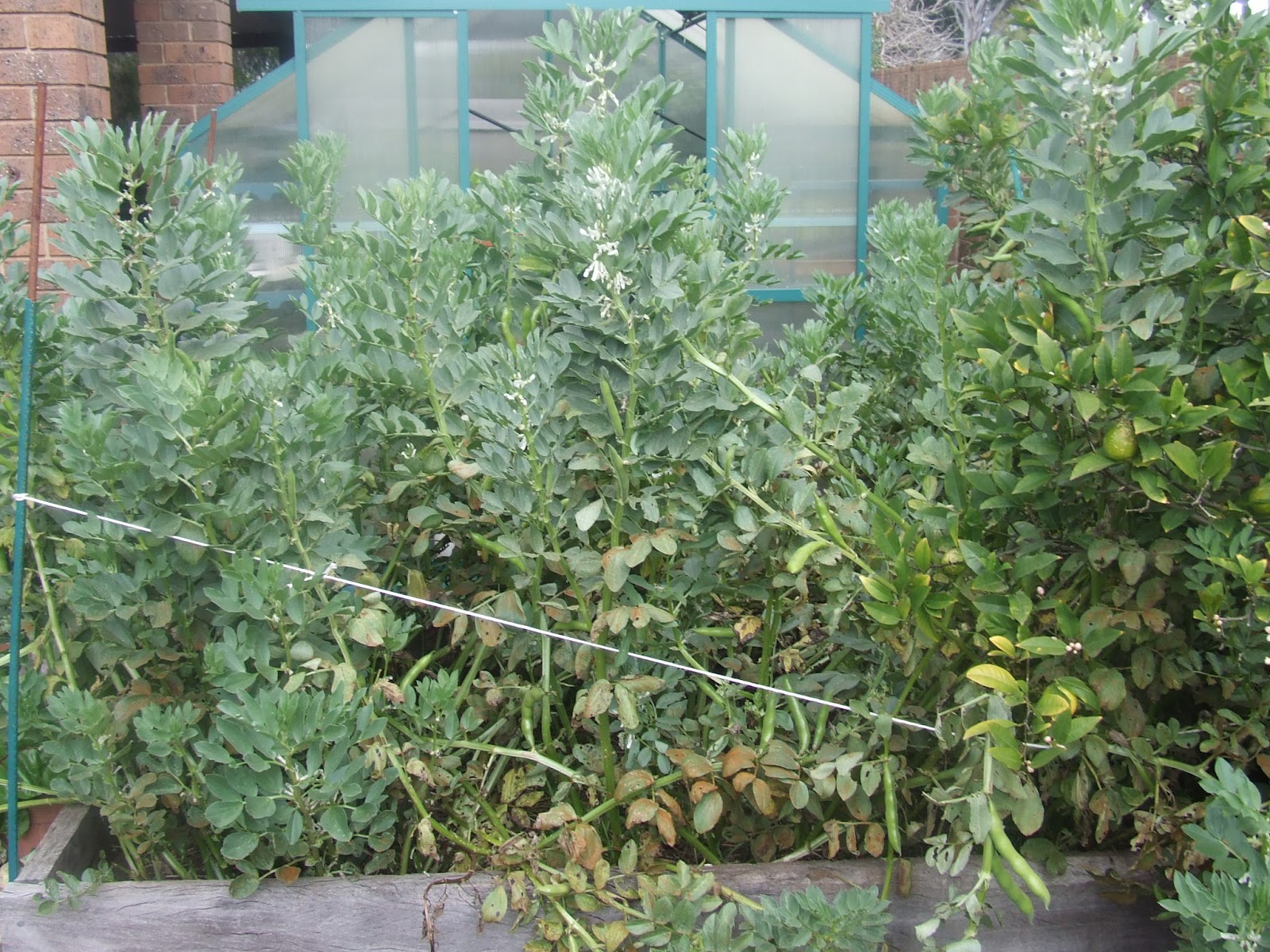 Broad Bean Rust - The Greening of Gavin