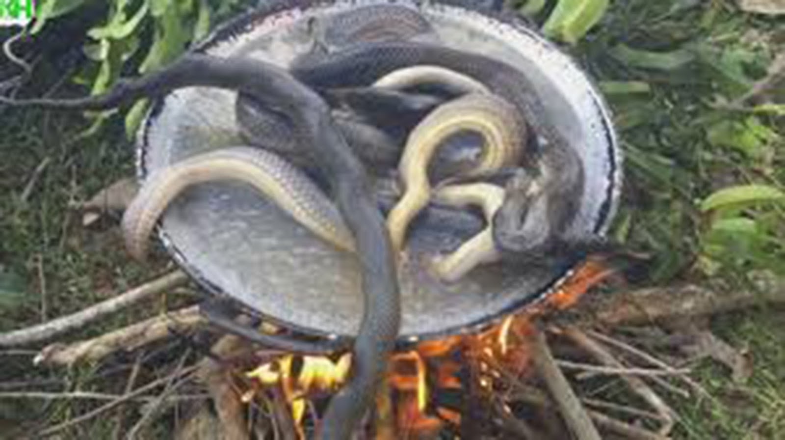 Benefits of Snake's Soup... - WONDER PLANET