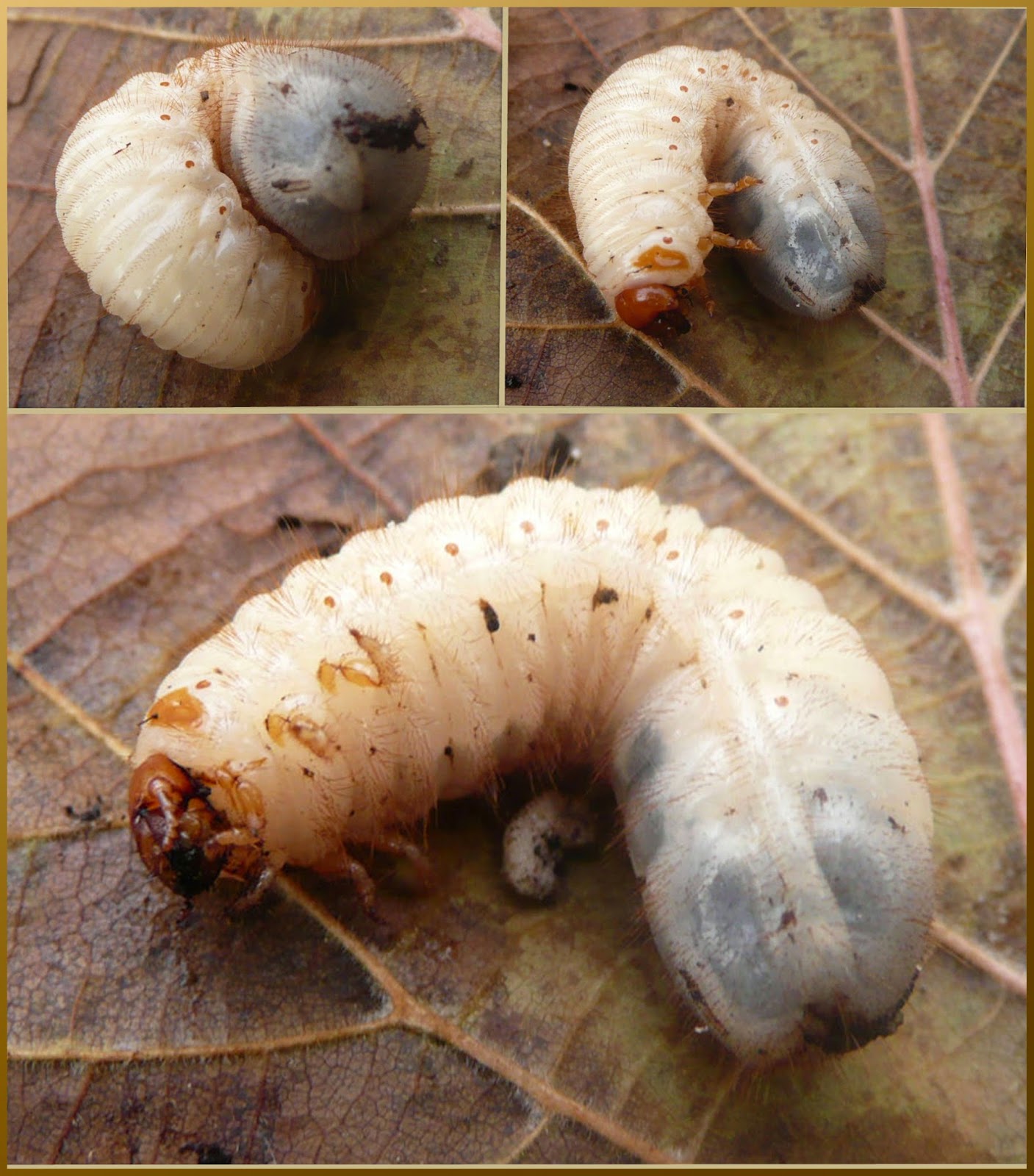 ...COQUELICOTS, COQUILLAGES...et BELLES PAGES !: Larve de cétoine dorée ...