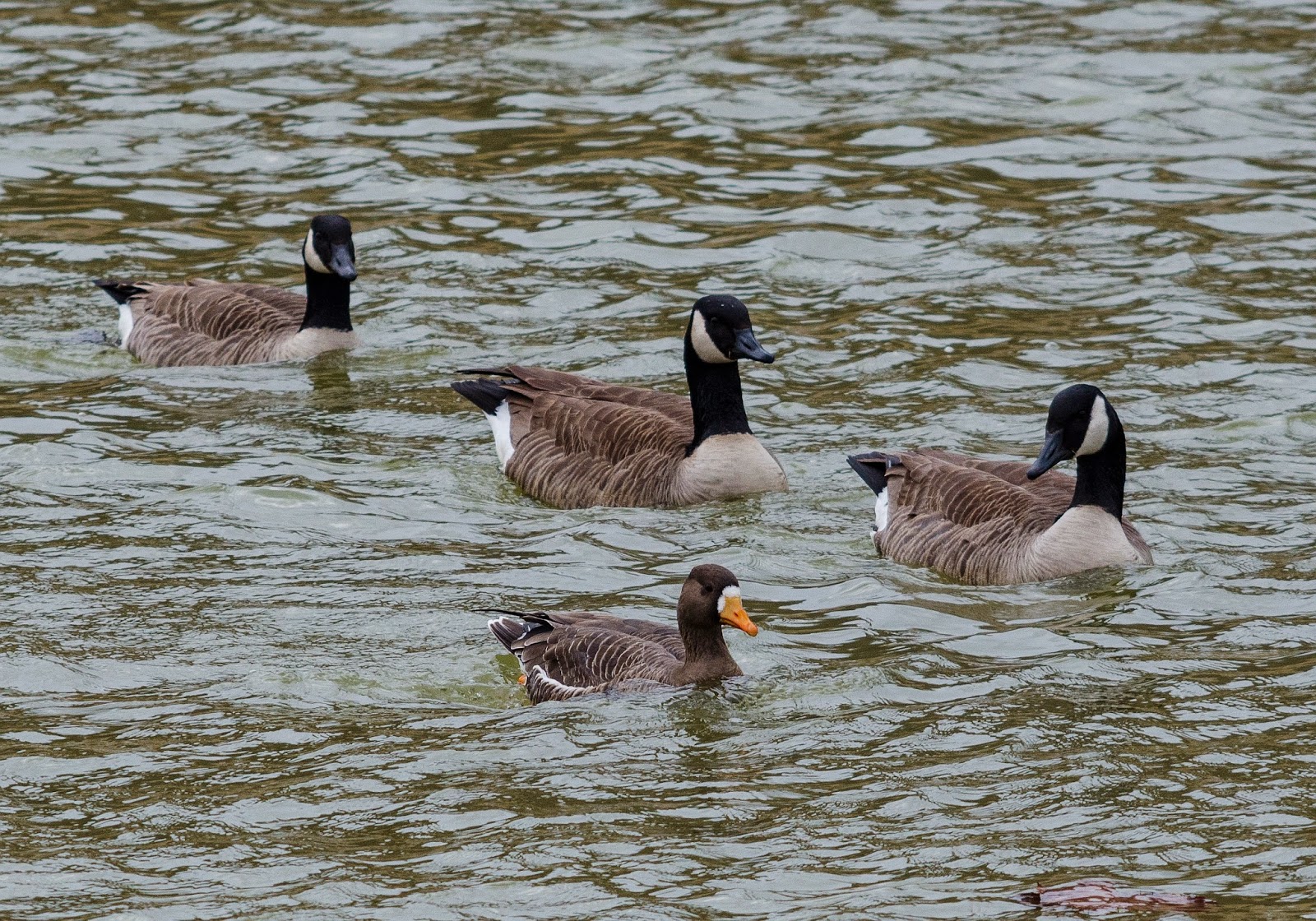 On the Subject of Nature: Two Rare Geese on the Hocking!