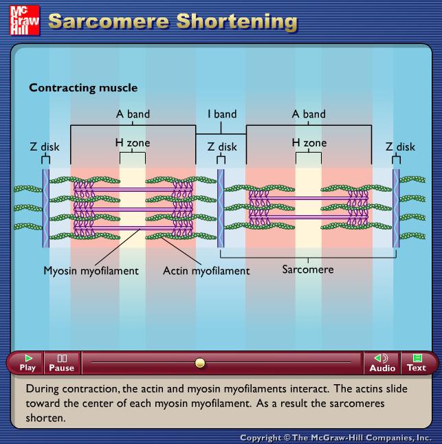 Fisiologia Humana in foco: ANIMAÇÃO: ENCURTAMENTO DO SARCÔMERO