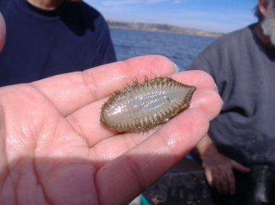 [SS] makhluk Aneh Ini Di Gelar Tikus Laut! – SukaSuki