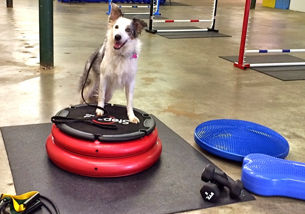 To Dog With Love: What If You Could Take Your Dog to the Gym?