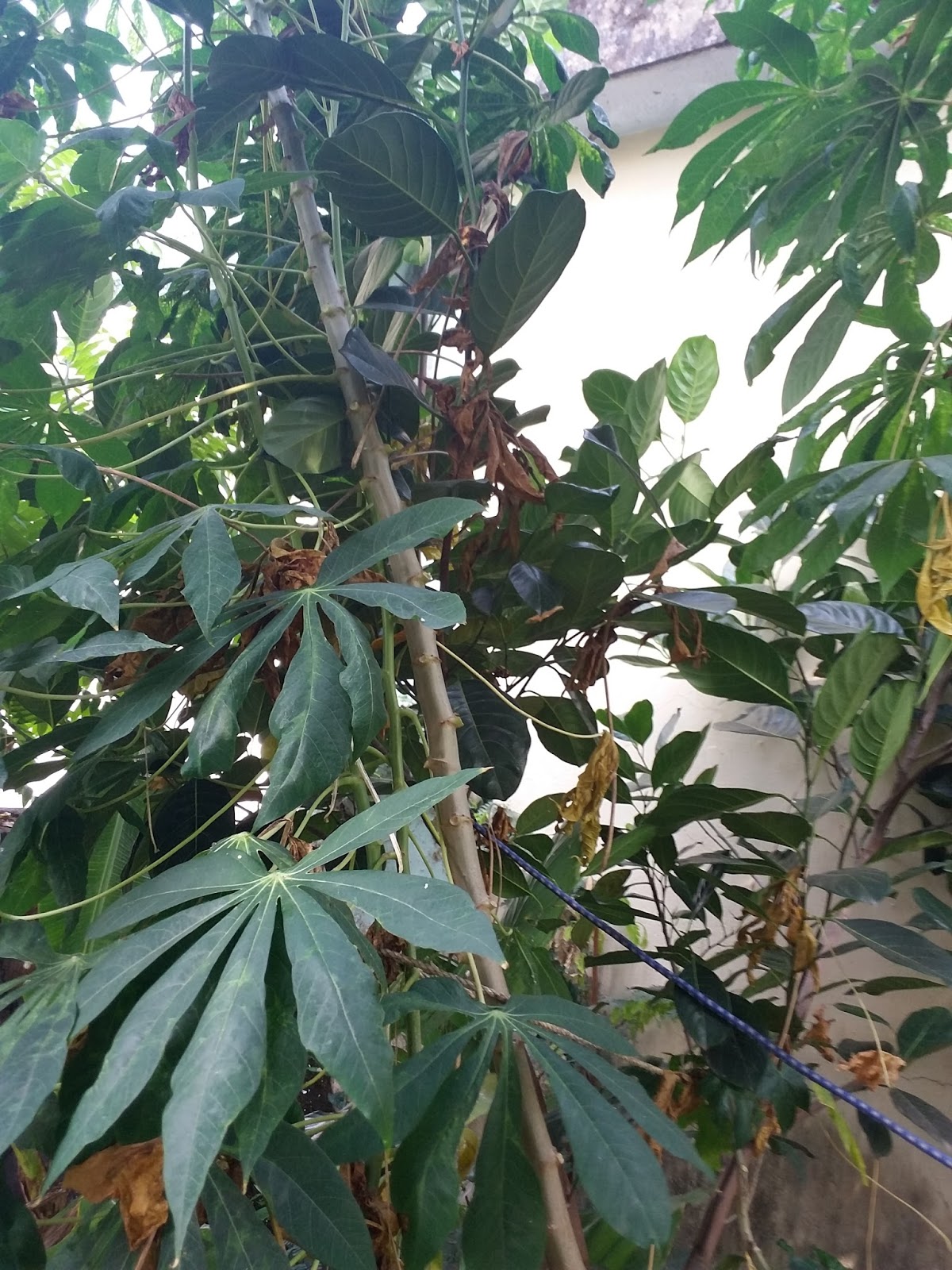 Tapioca Plant In Kerala