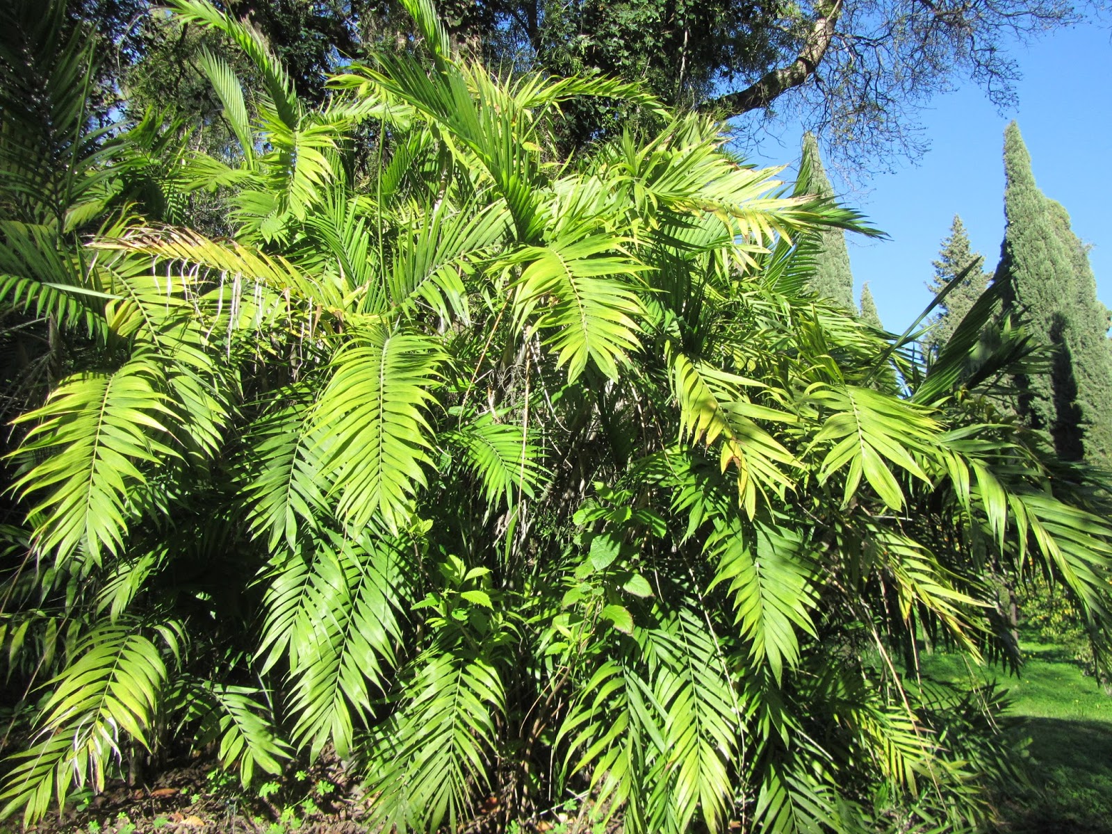 Chamaedorea elegans, la Palma Nana da Appartamento | Il Gusto Della Natura