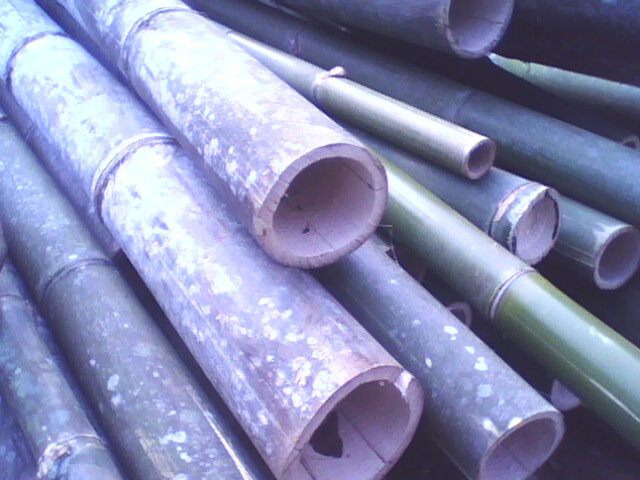 REPUBLIK BAMBOO: Jenis Bambu Gombong dan Bitung