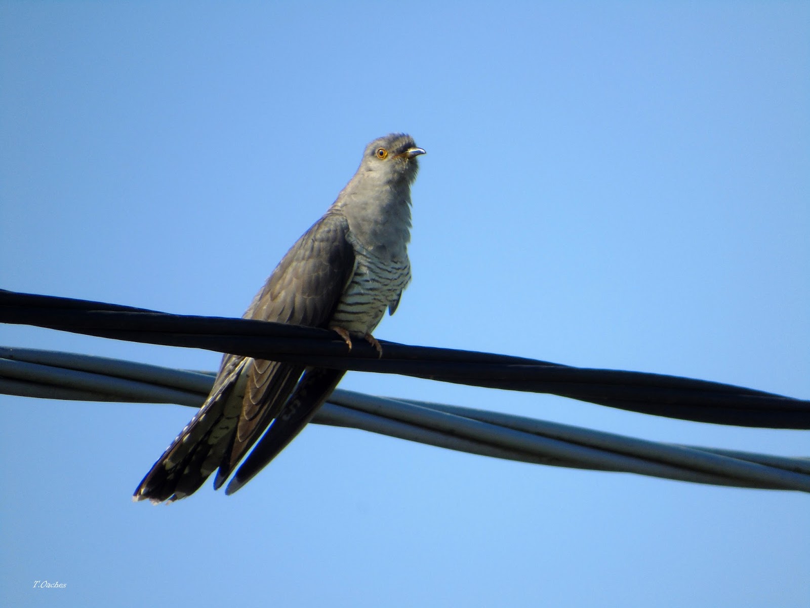 PASARI DIN ROMANIA: CUCUL (1), Cuculus canorus