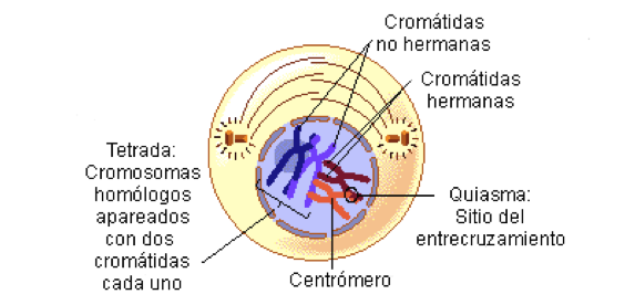Portafolio Biología: Meiosis
