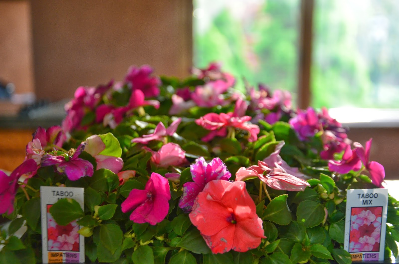 Zone Five and a Half: Bizzy Lizzie Update: Should I Plant Impatiens?