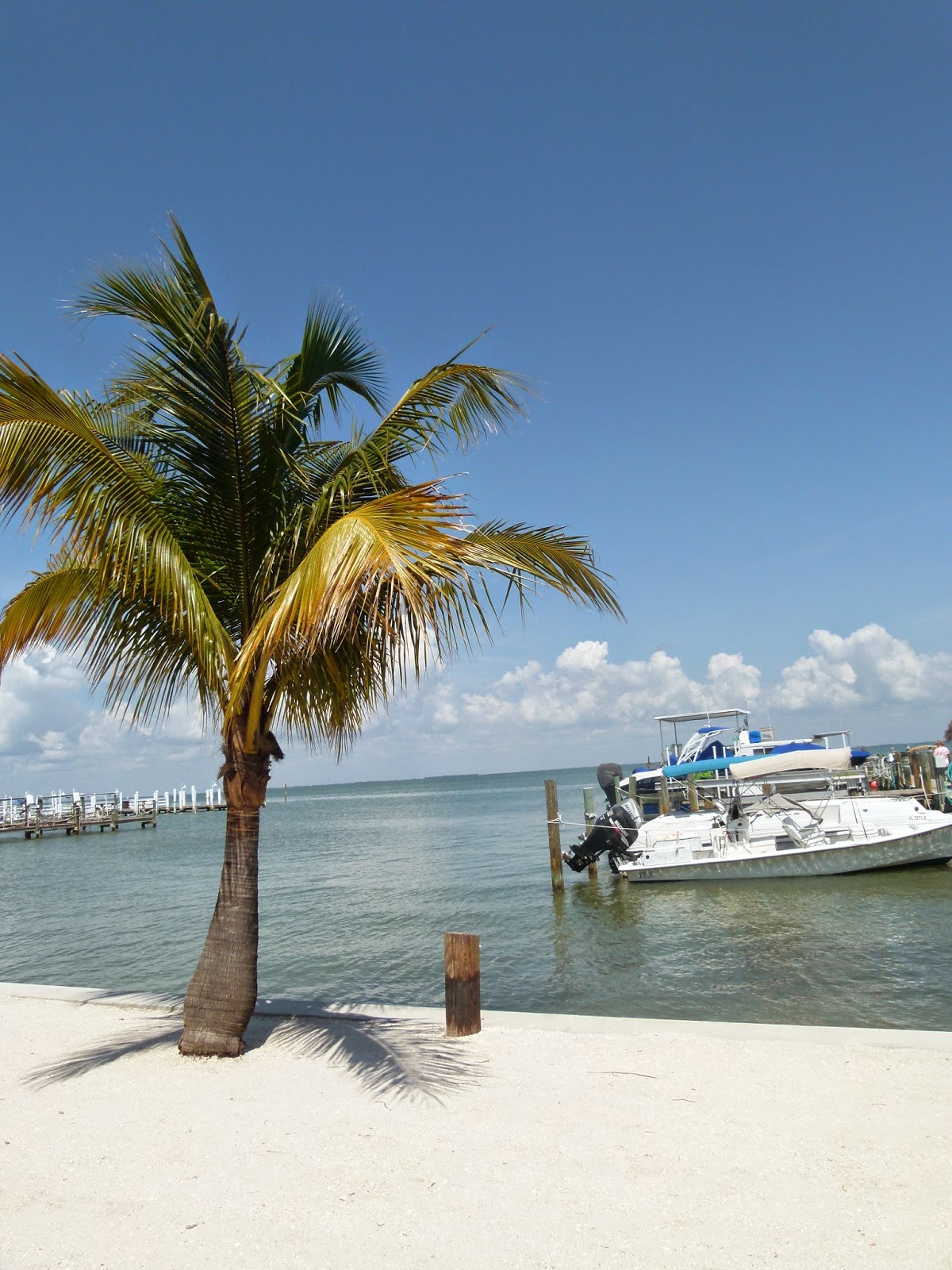 Travel - Marco Island, Florida - Roses and Rolltops