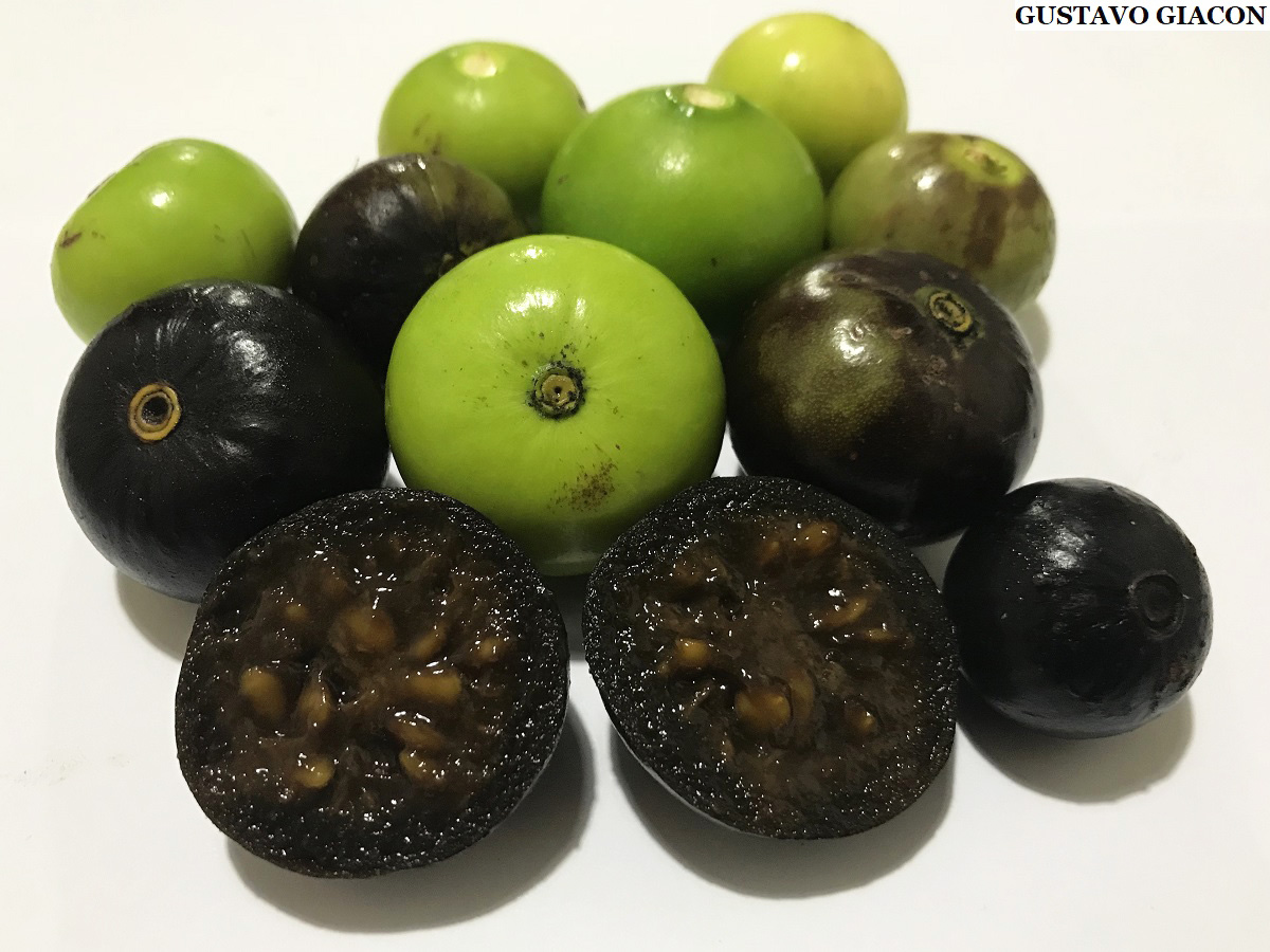 Viveiro Ciprest - Plantas Nativas e Exóticas: Puruí ou Marmelada do ...