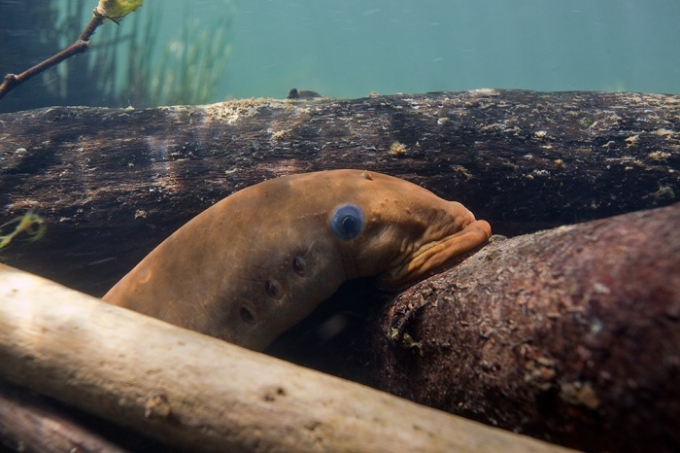 Jawless Fish Hagfish
