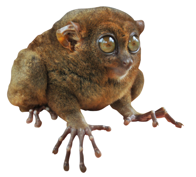 EKOGEO: HARI PRIMATA NASIONAL 2018