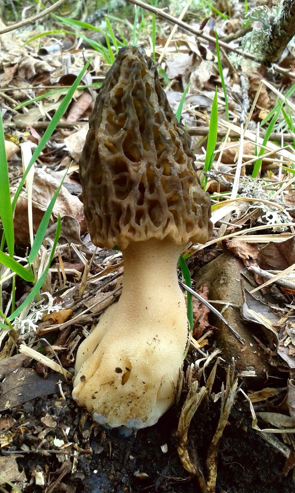 Mad Hatter: EL MUNDO DE LAS COLMENILLAS