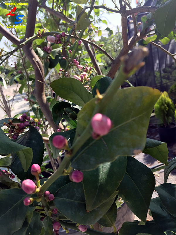 Huerto Urbano Luis Servia Borgas: junio 2018