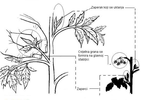 Formiranje uzgojnog oblika paradajza i uklanjanje zaperaka