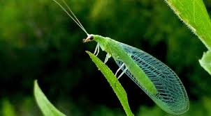 Ecohuertita Bargueña: Las crisopas